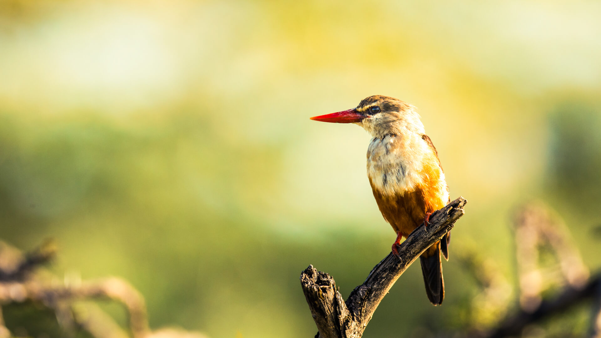 Tanzania Bird Watching Safaris - Tanzania Joy Tours I Kilimanjaro Climb ...